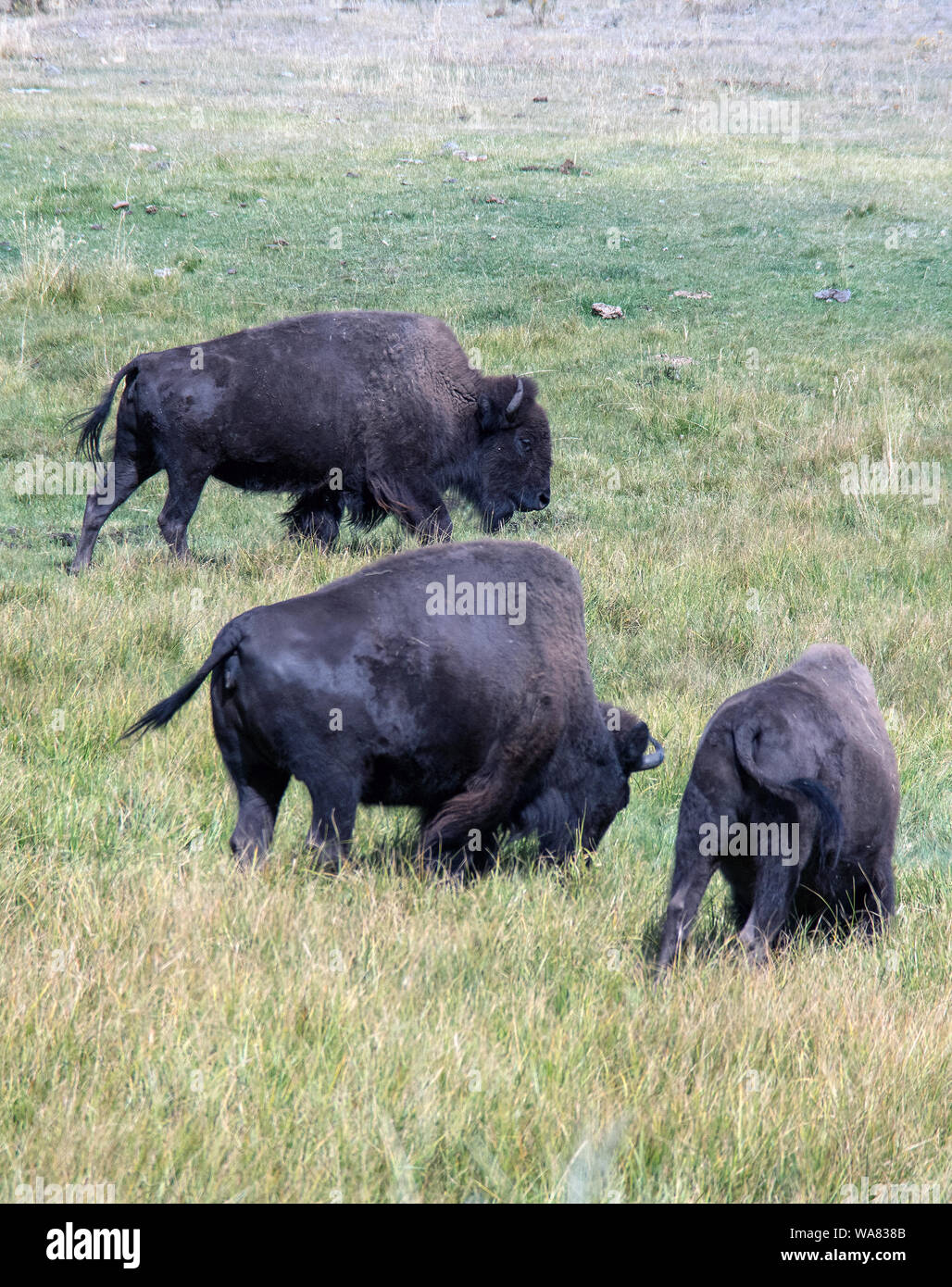 Buffalo in Yellowstone Stock Photo - Alamy