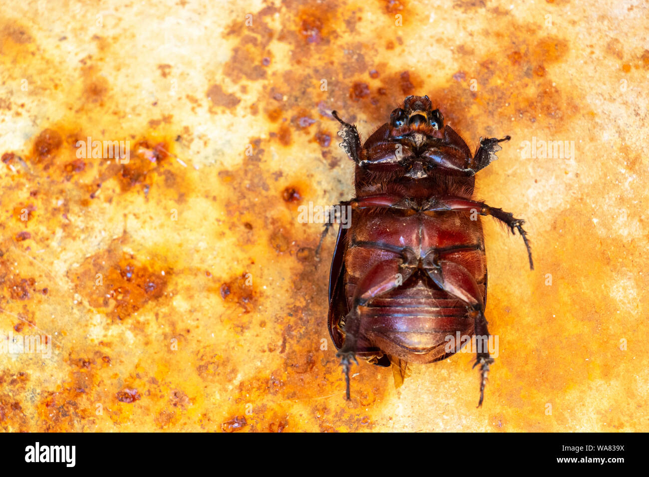 Beetle Bottom High Resolution Stock Photography and Images - Alamy