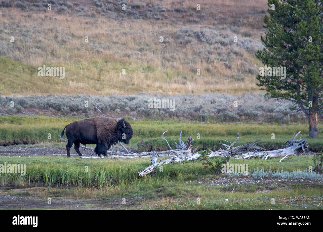 Yellowstone national park big game hi-res stock photography and images ...