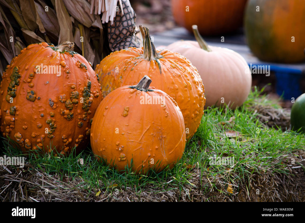 Bumpy gourds hi-res stock photography and images - Alamy