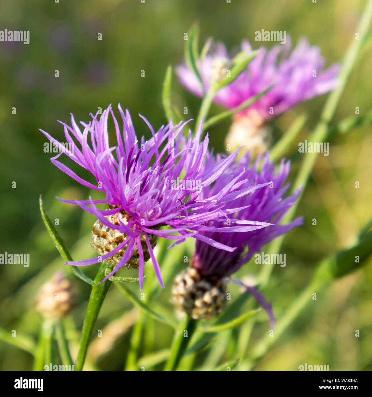 Arctium lappa, commonly called greater burdock, edible burdock, lappa ...