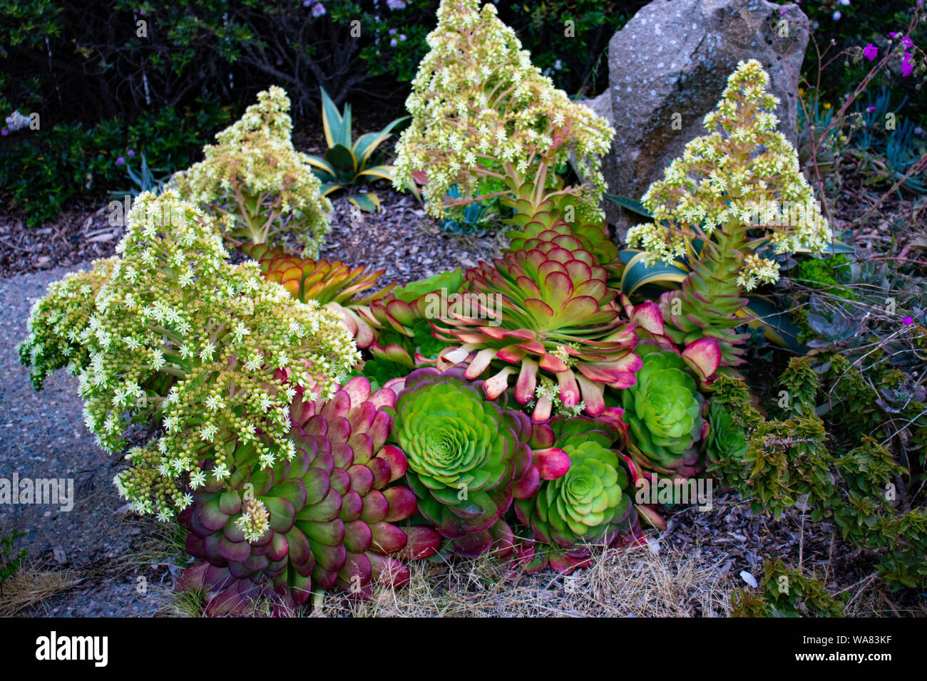 Colorful succulent plant Stock Photo - Alamy