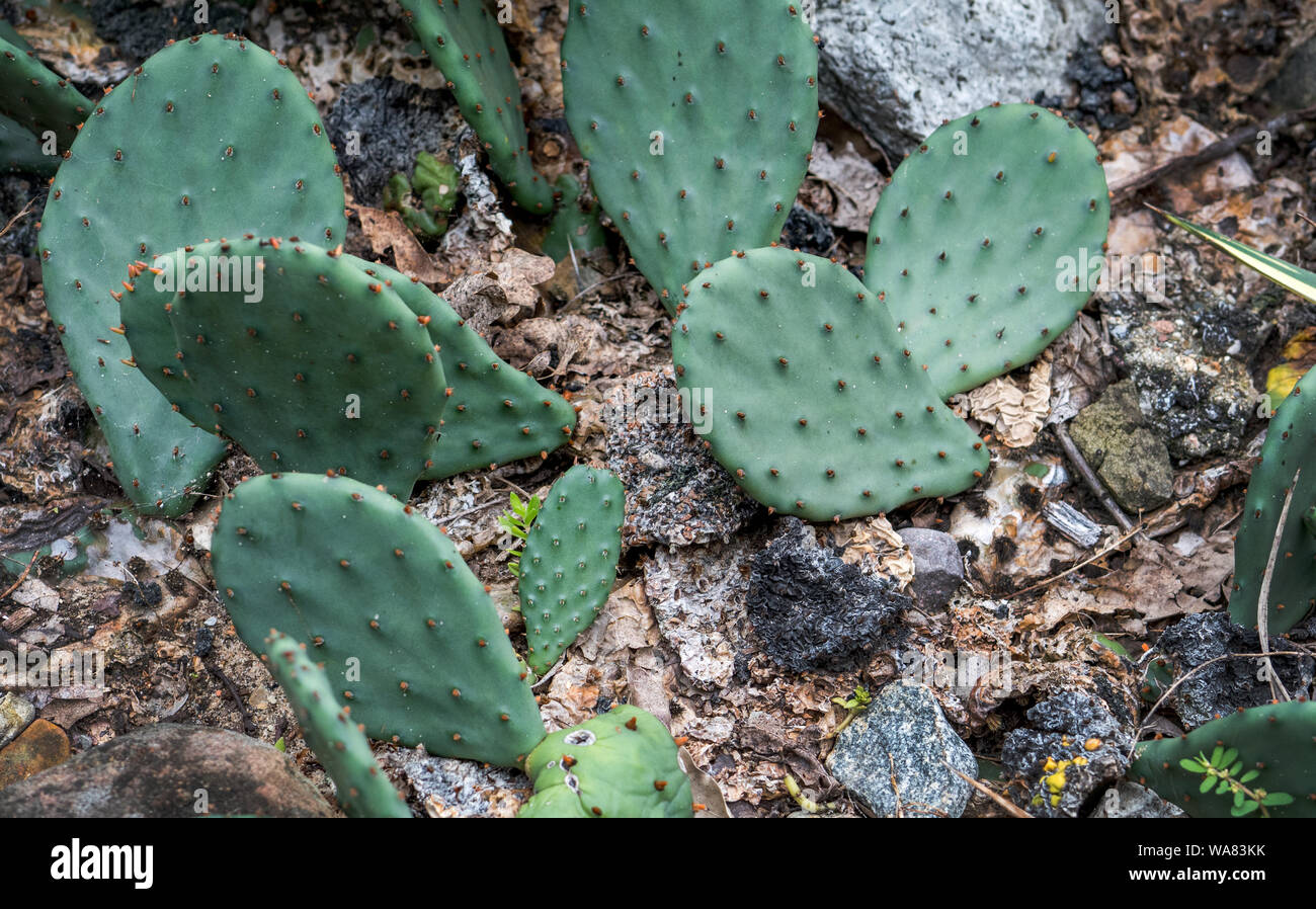 Cactus desert arab hi-res stock photography and images - Alamy