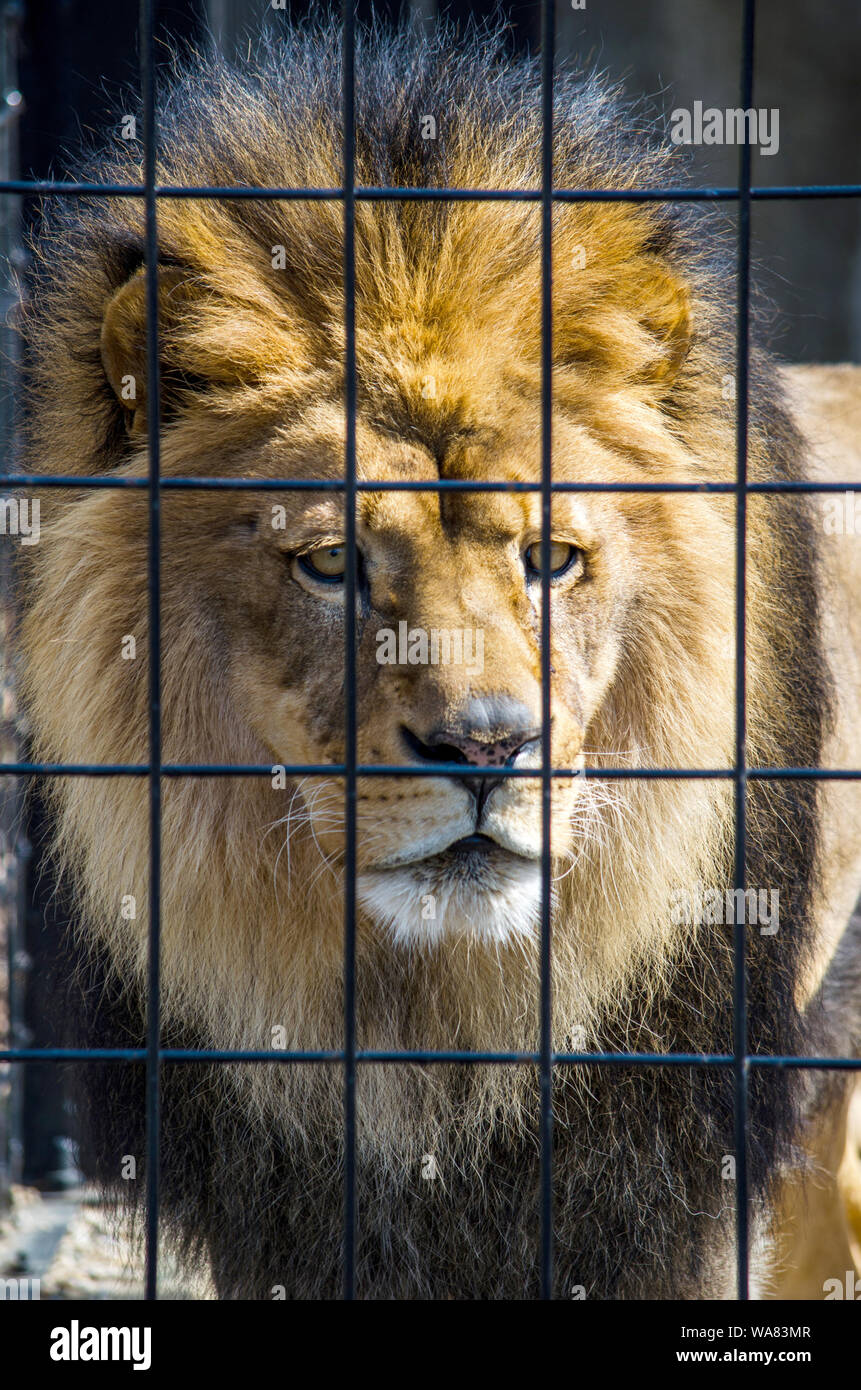 Lion cage roar hi-res stock photography and images - Alamy