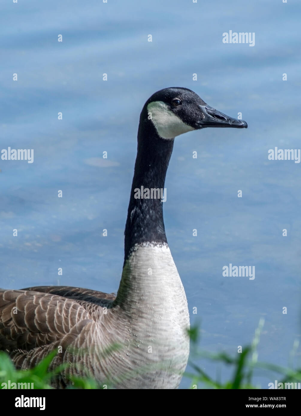 portrait of a wild Canadian goose Stock Photo - Alamy