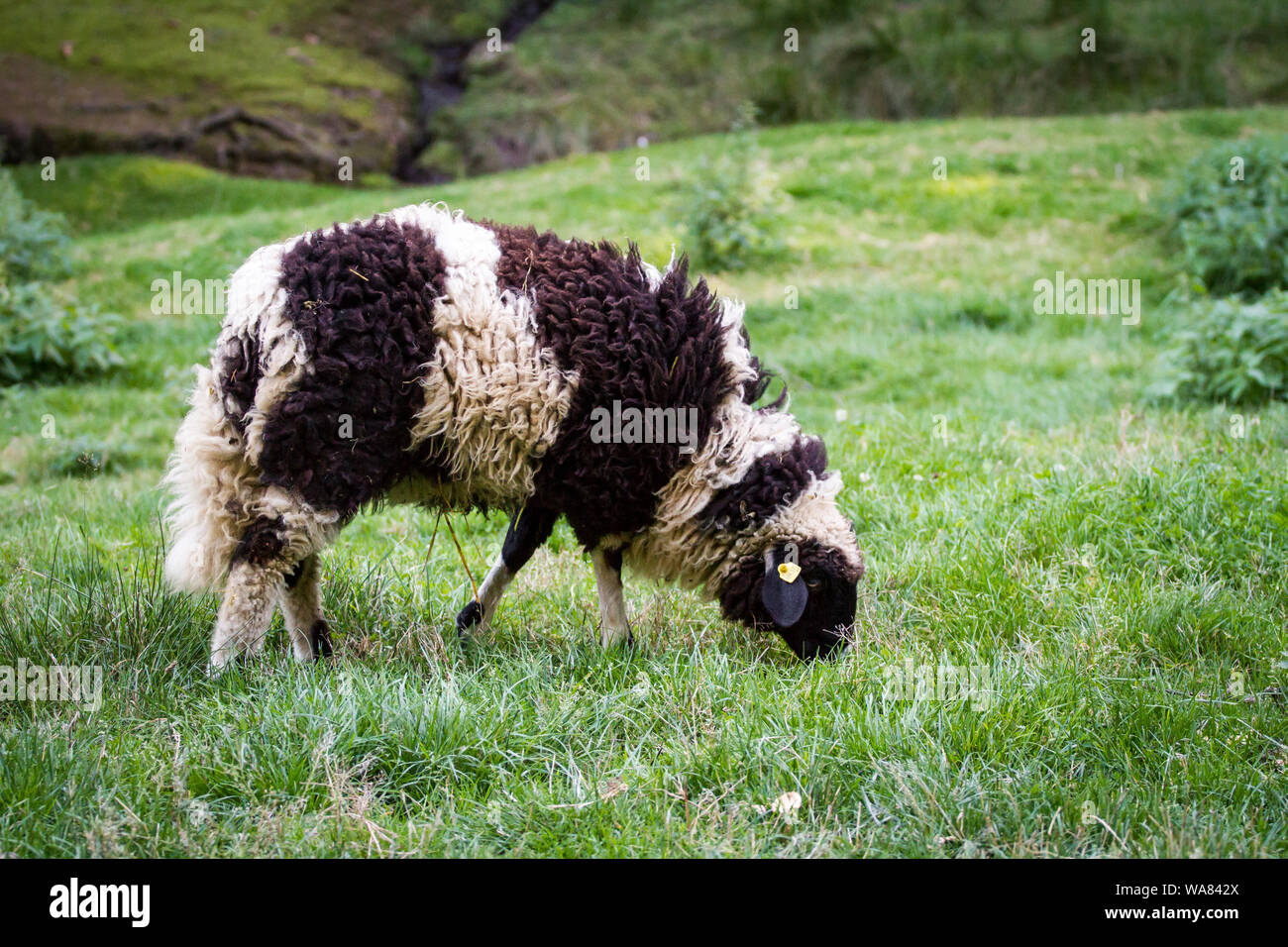 Waldschaf, a critically endangered sheep breed from the Bohemian Forest ...