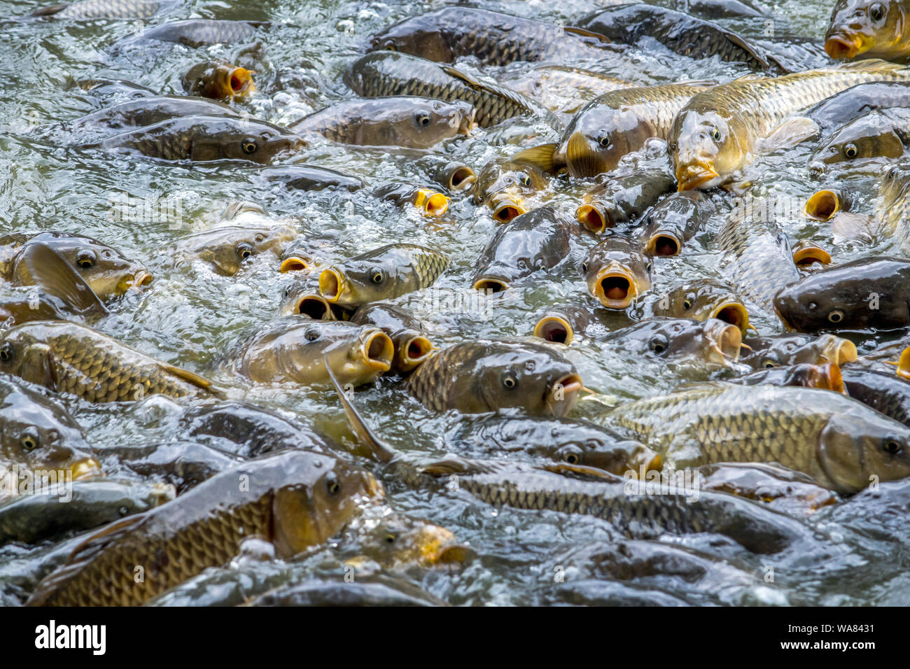 a school of carp fall over each other, as they try to get food from ...