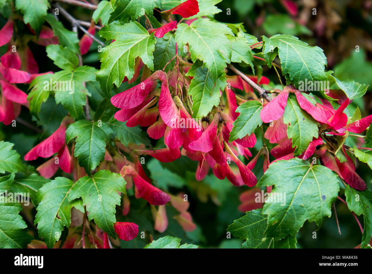 Winged maple seeds resemble a flock of red butterflies Stock Photo - Alamy