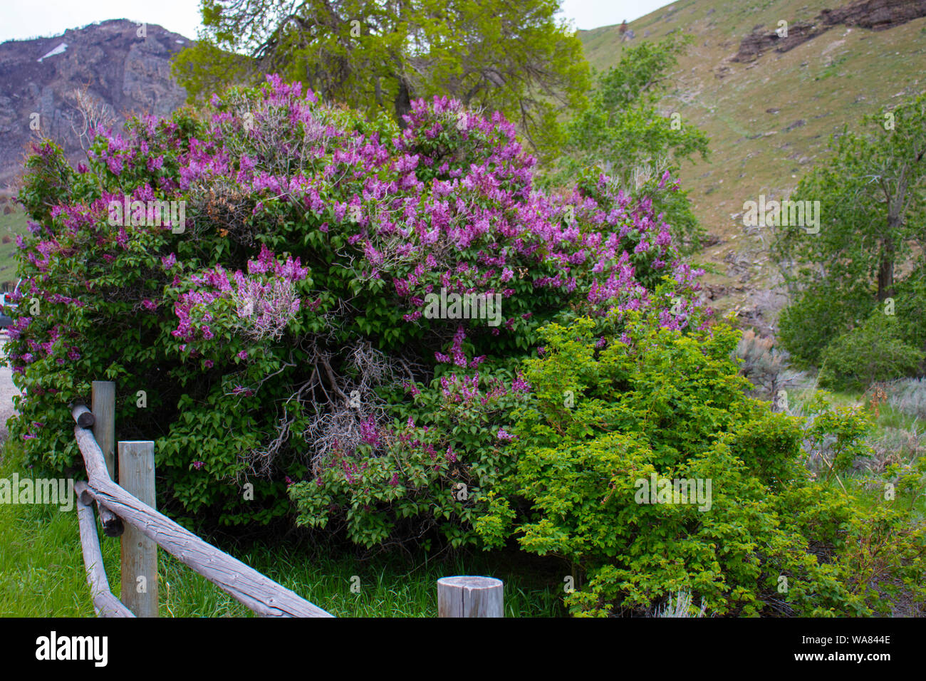 Purple Flower Shrub Stock Photo - Alamy