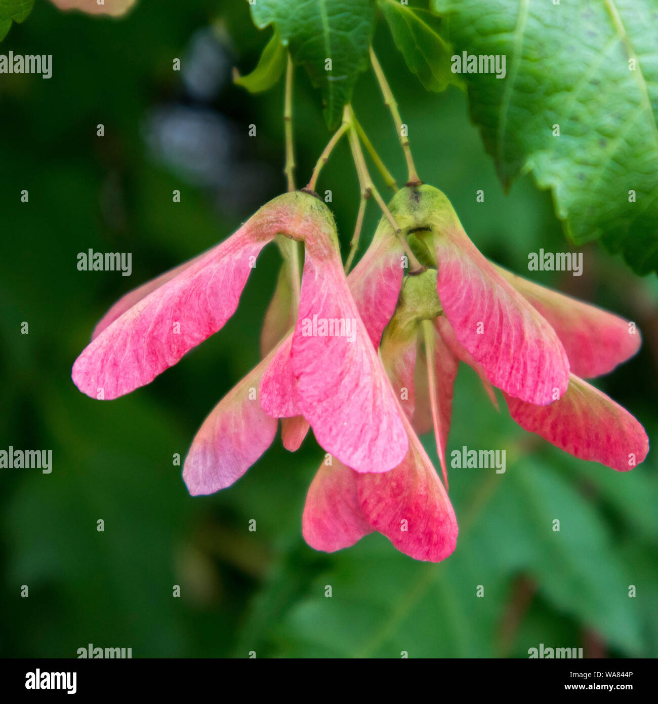 Winged maple seeds resemble a flock of red butterflies Stock Photo - Alamy