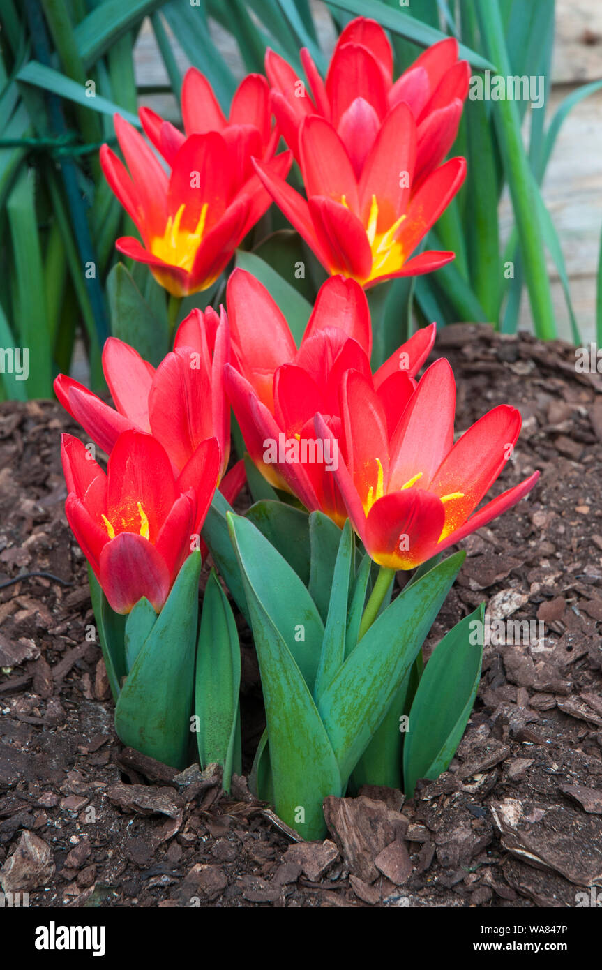 Scarlet Baby Kaufmanniana Hi Res Stock Photography And Images Alamy