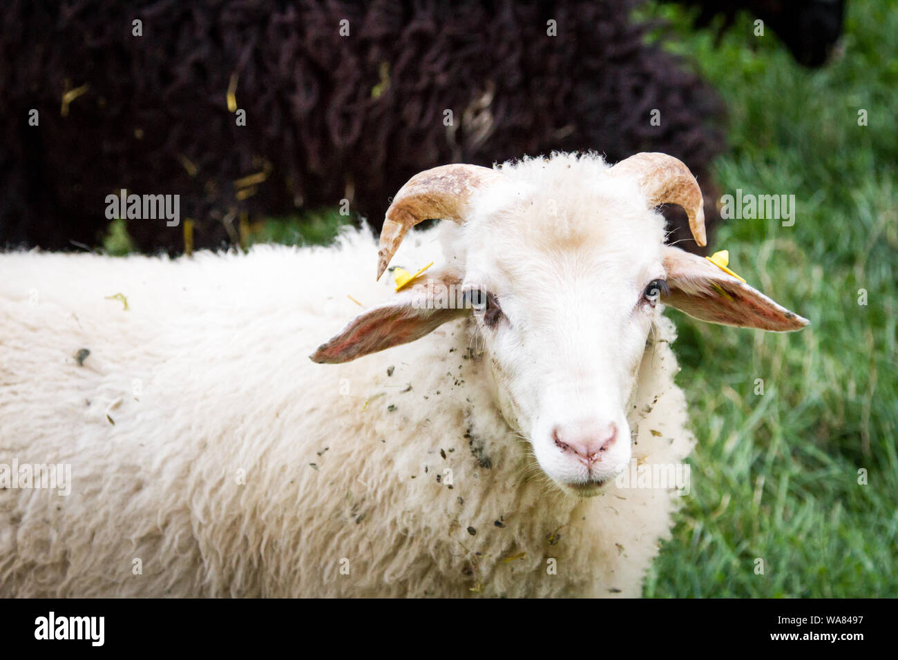 Waldschaf, a critically endangered sheep breed from the Bohemian Forest ...