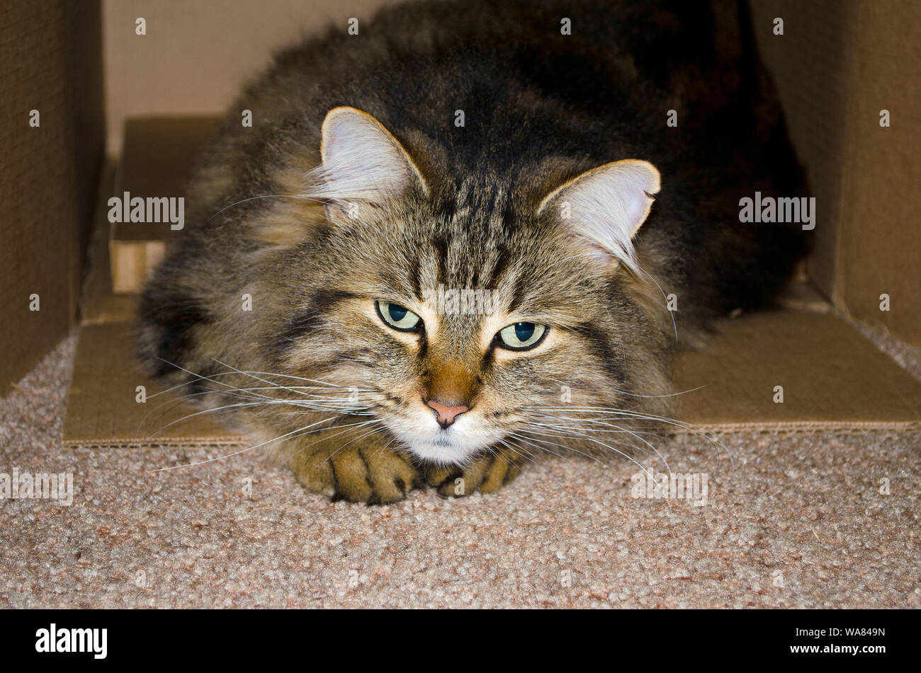 cat in a box, the ultimate cat trap Stock Photo - Alamy