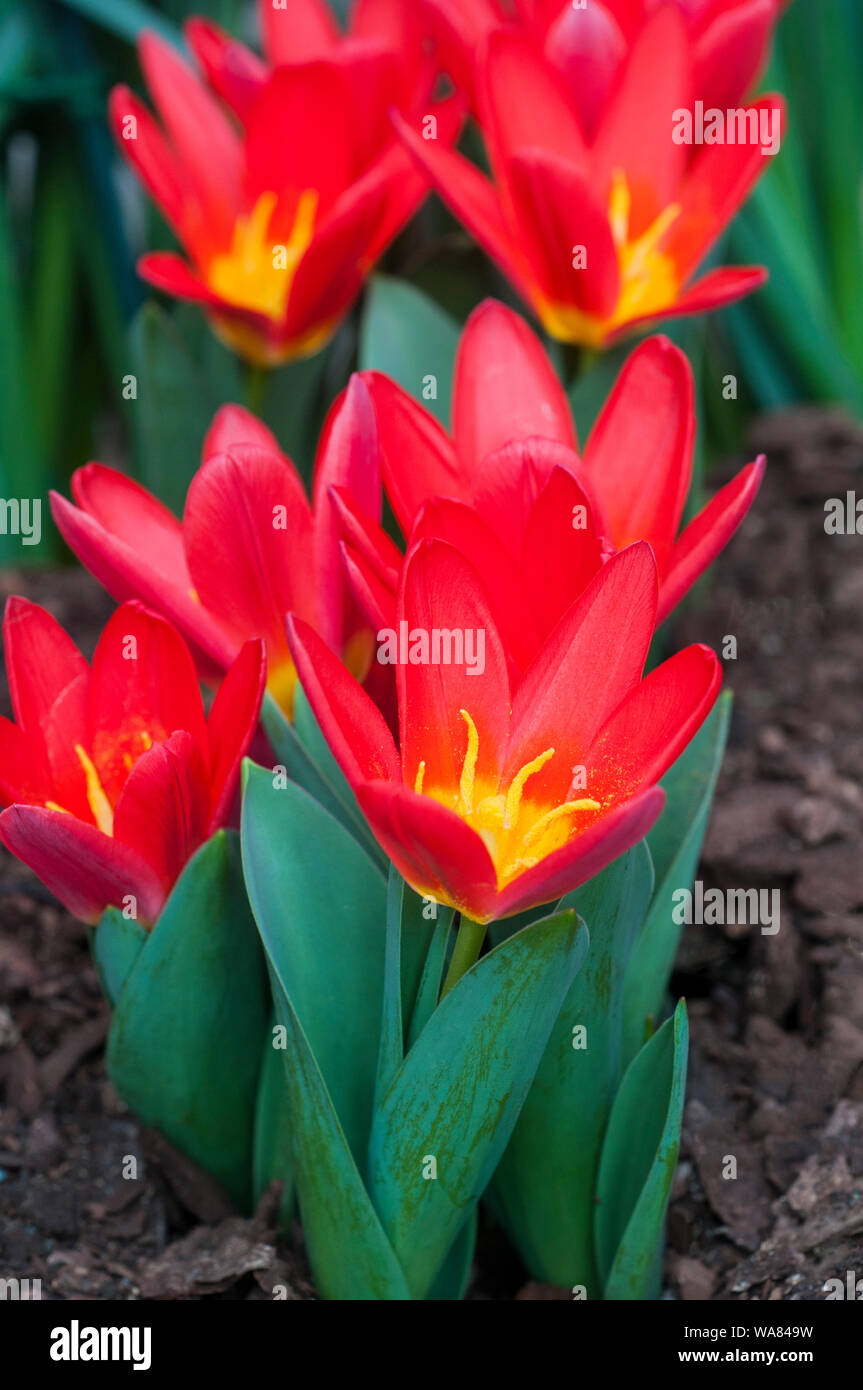 Group of tulips Scarlet Baby bright red tulip with a bright yellow ...