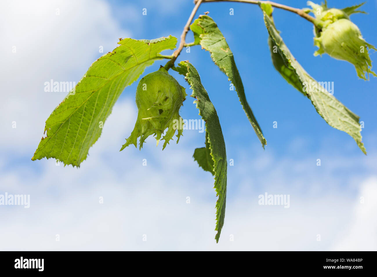 Hazlenuts growing on a hazlenut tree. genus Corylus Stock Photo - Alamy