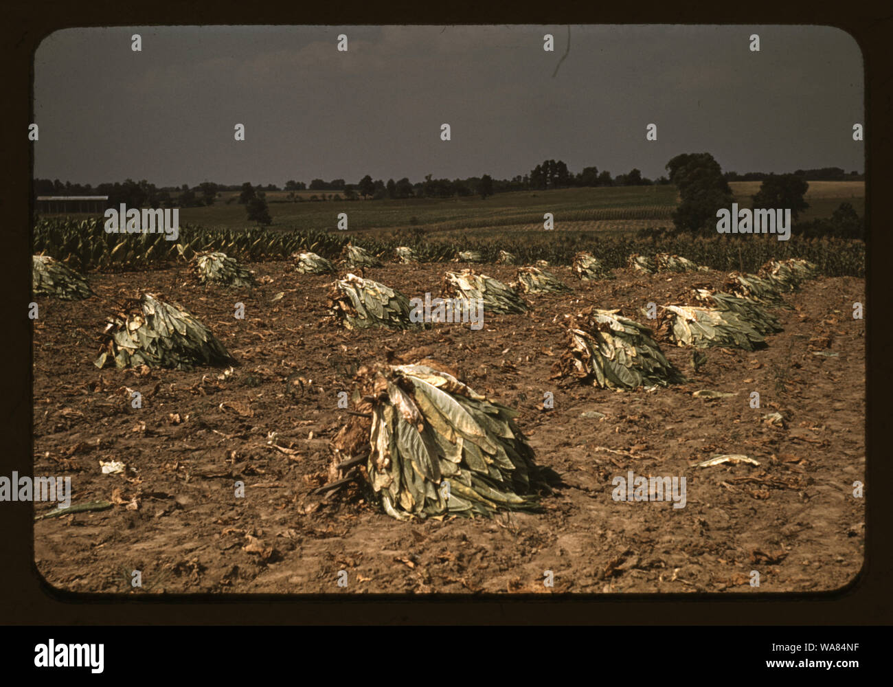 Burley tobacco drying hi-res stock photography and images - Alamy