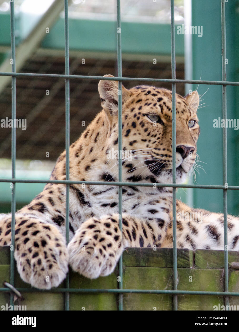 Captive Cheetah in a cage at a zoo Stock Photo - Alamy