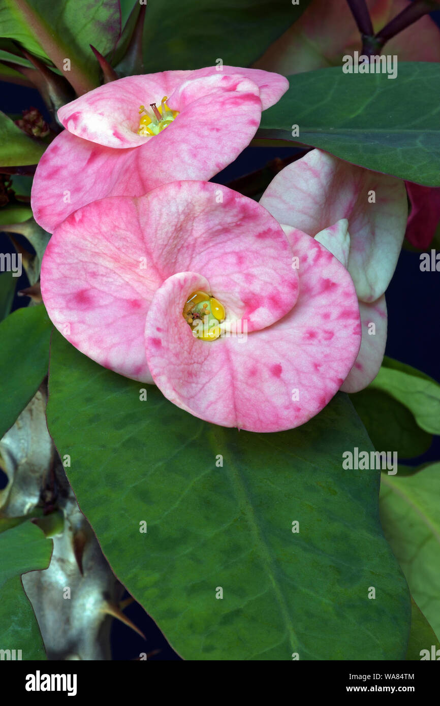 Christ Thorn High Resolution Stock Photography and Images - Alamy