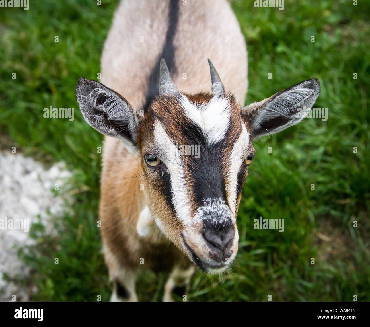 A nosy brown goat kid looking into the camera Stock Photo - Alamy