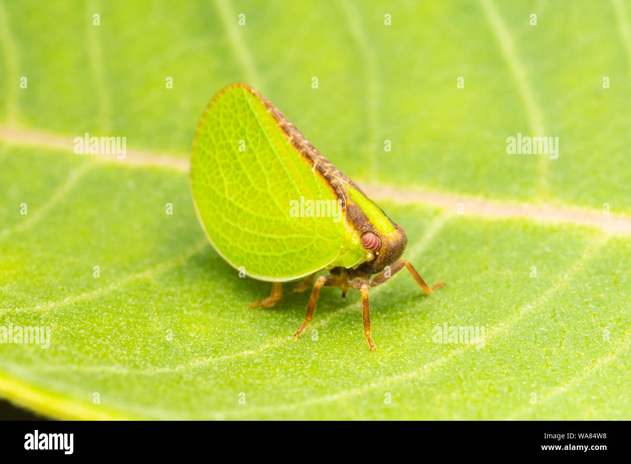 Two-striped Planthopper (Acanalonia bivittata Stock Photo - Alamy