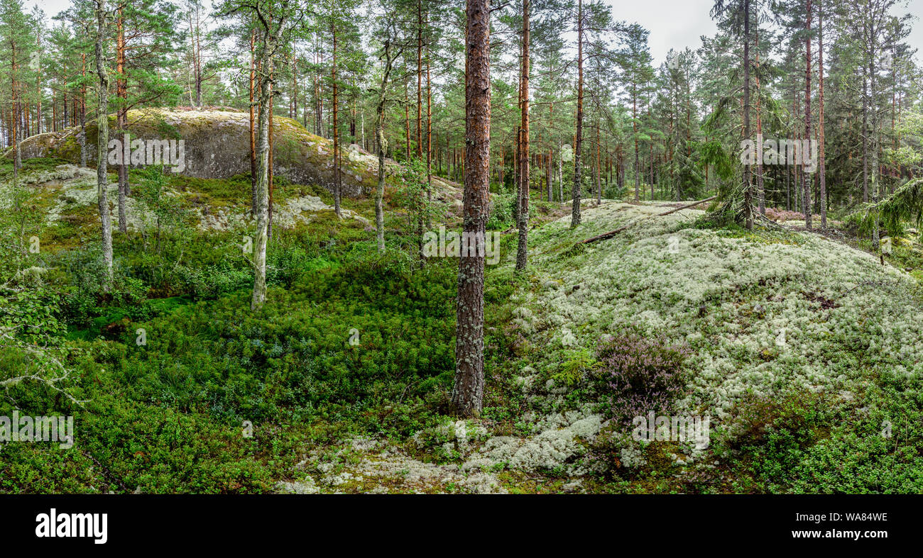 In the woods with large rocks Stock Photo - Alamy