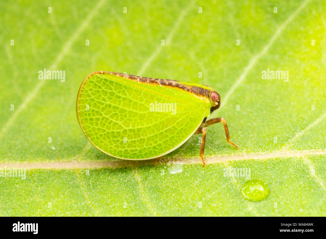 Planthopper hi-res stock photography and images - Alamy