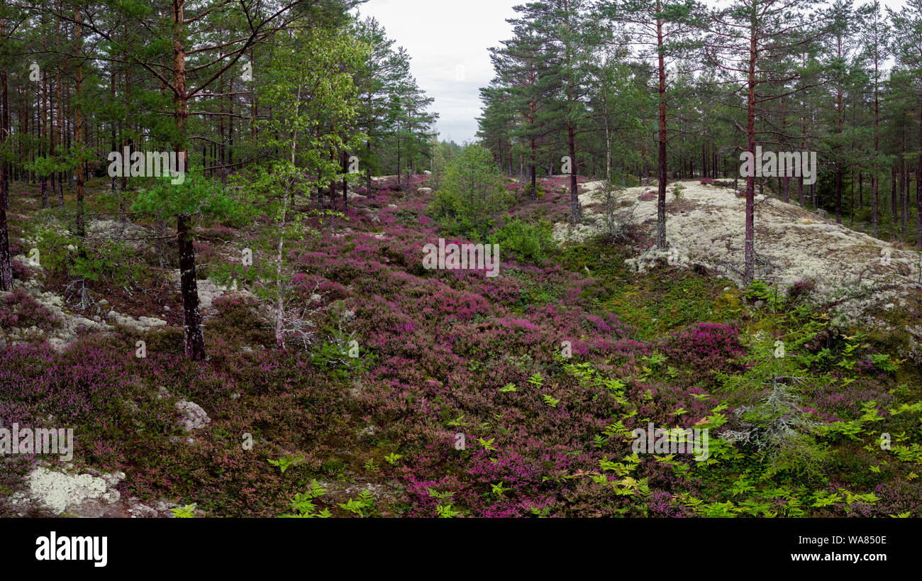 Heather in bloom in early fall Stock Photo - Alamy