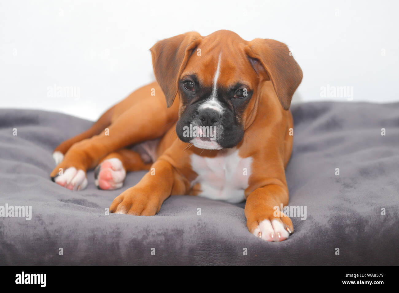 Baby boxer puppies hi-res stock photography and images - Alamy