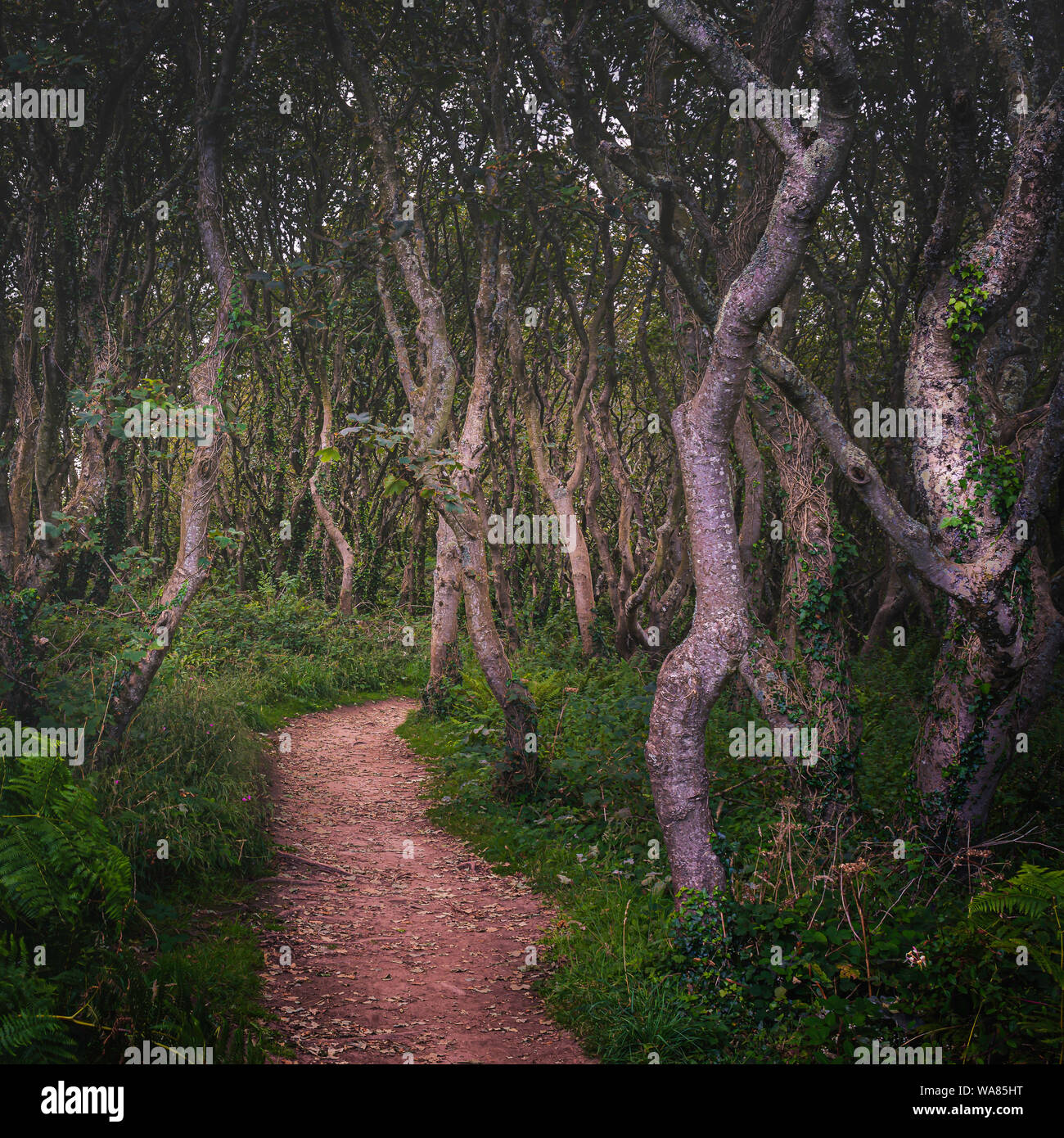 Bendy trees forest hi-res stock photography and images - Alamy