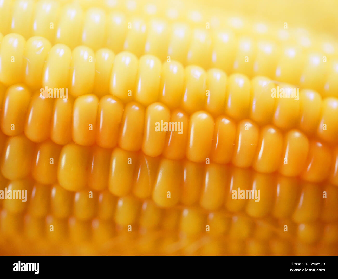 Tasty freshly cooked yellow corn photographed close-up Stock Photo - Alamy