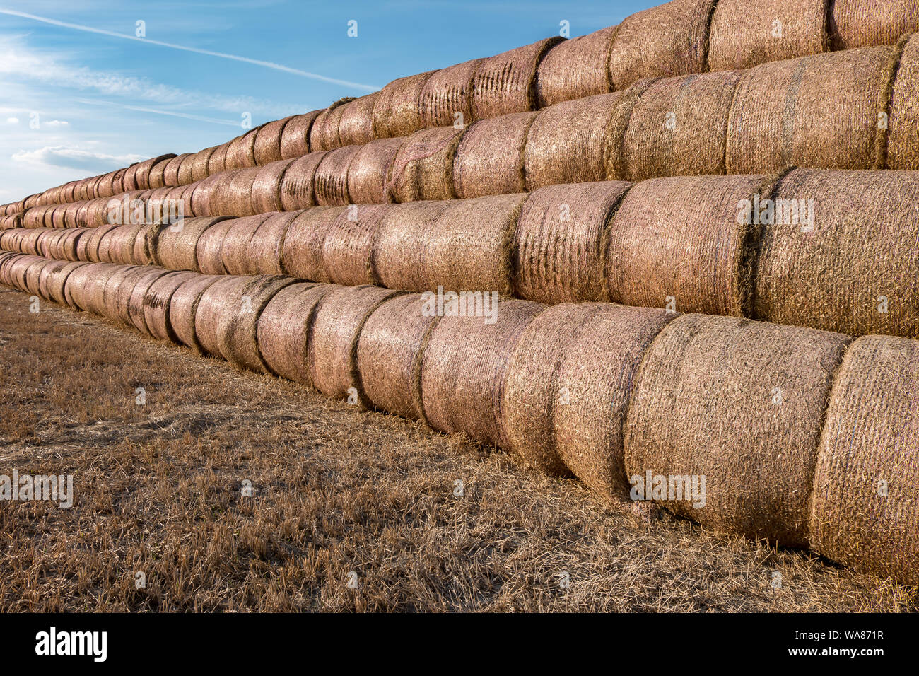 Cattle Bedding Stock Photos & Cattle Bedding Stock Images - Alamy