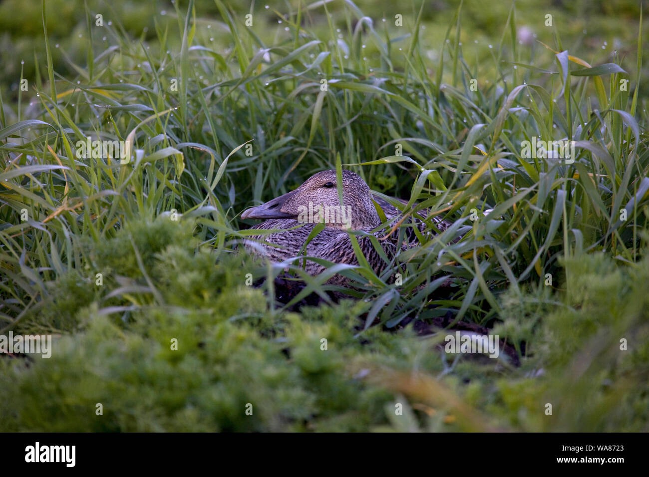 Insulating nest hi-res stock photography and images - Alamy