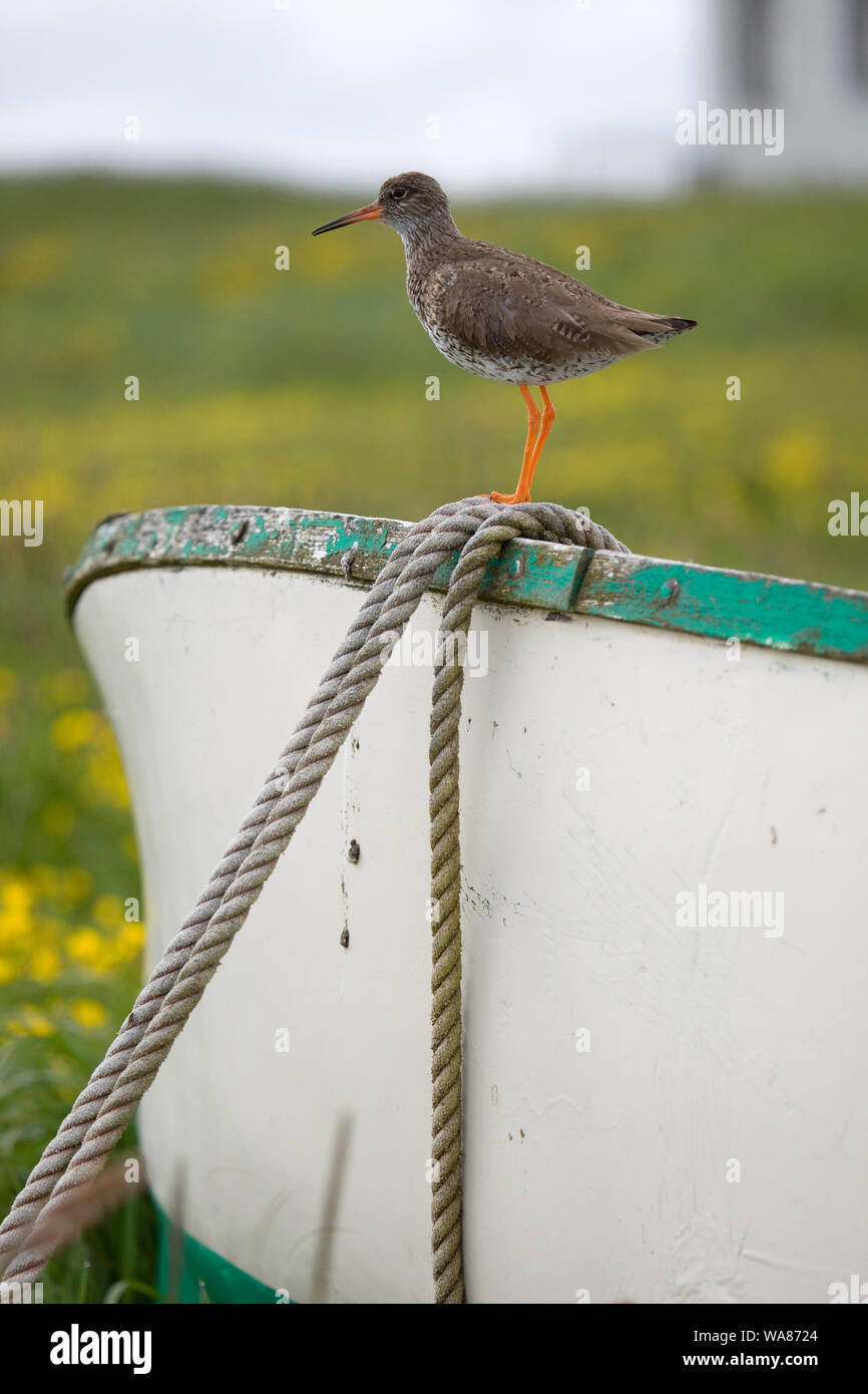Redshank (Tringa tetanus) sat on side of boat Stock Photo - Alamy