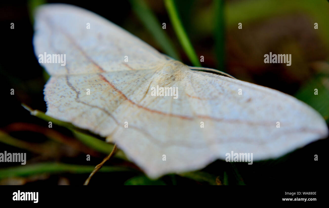Blood vein moth hi-res stock photography and images - Alamy