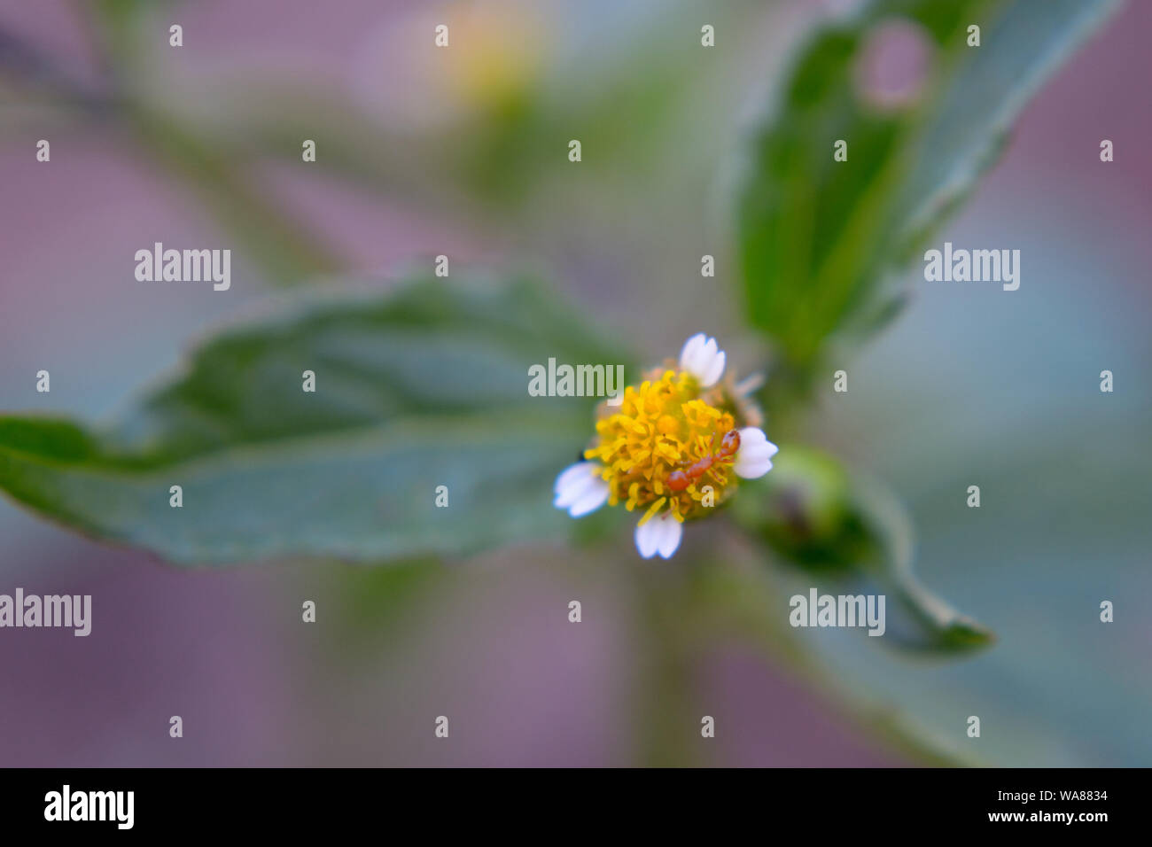 Pharaoh ant on gallant soldier flower Stock Photo - Alamy