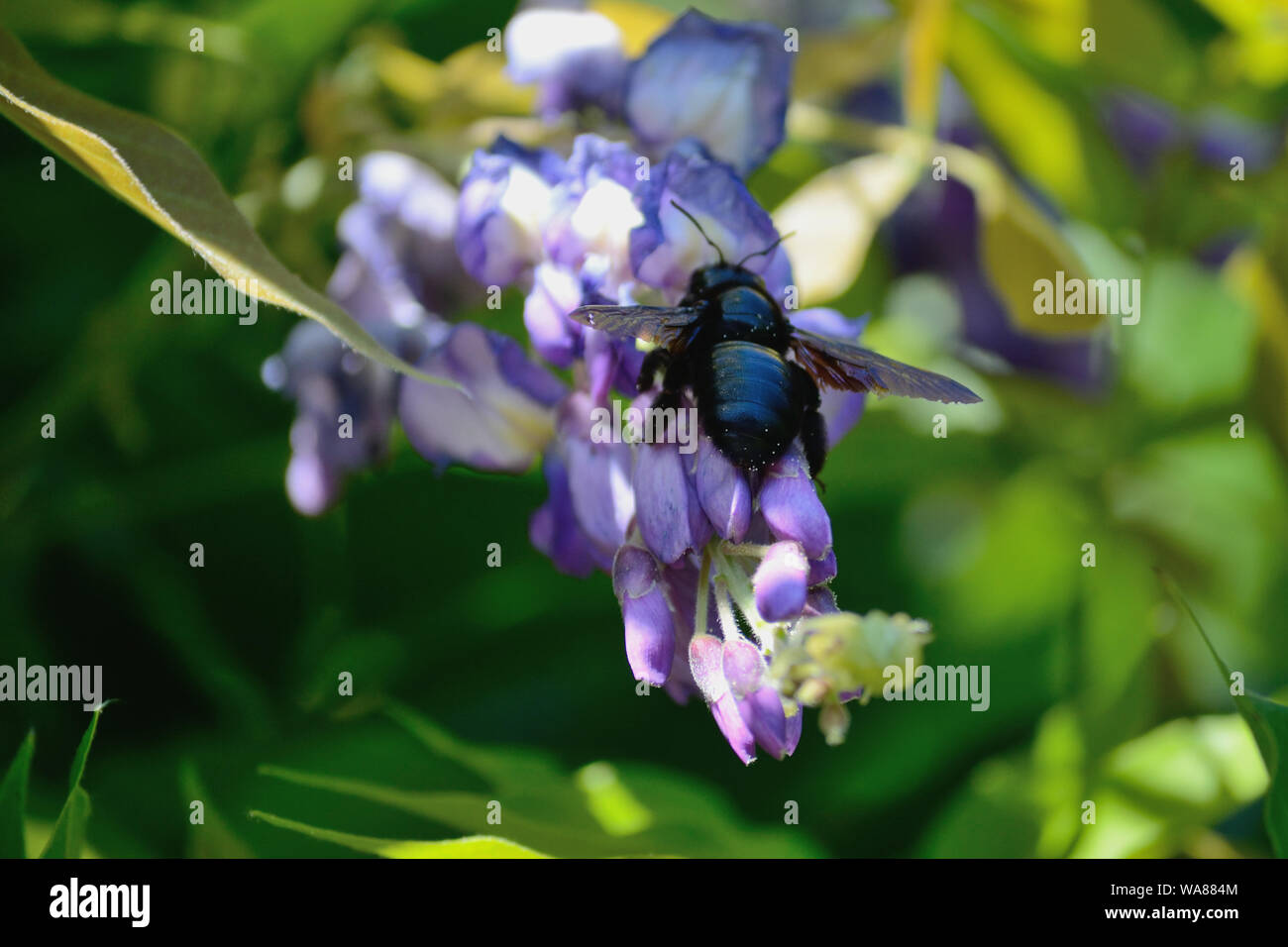 Close up of violet carpenter bee, Xylocopa violacea on Wisteria ...