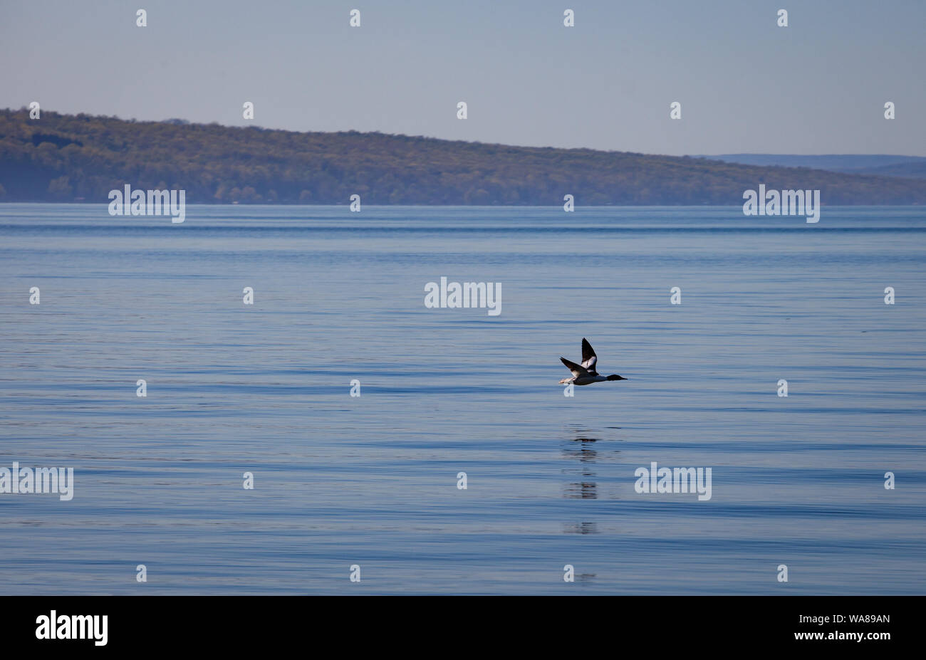 Lone Duck in Flight Stock Photo - Alamy