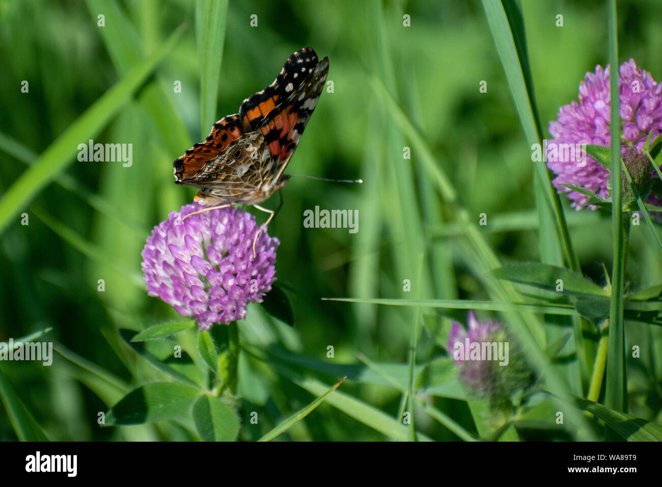 Butterfly orange on clover hi-res stock photography and images - Alamy