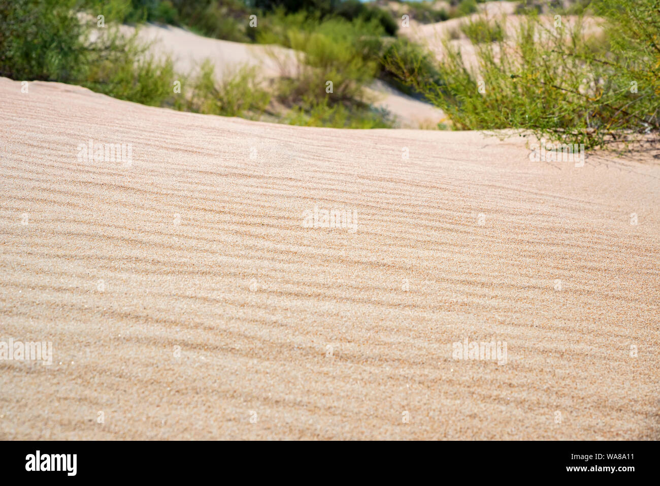 Sand prairie plants hi-res stock photography and images - Alamy