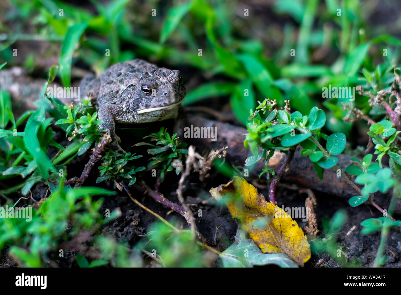 Toad sitting in grass hi-res stock photography and images - Alamy