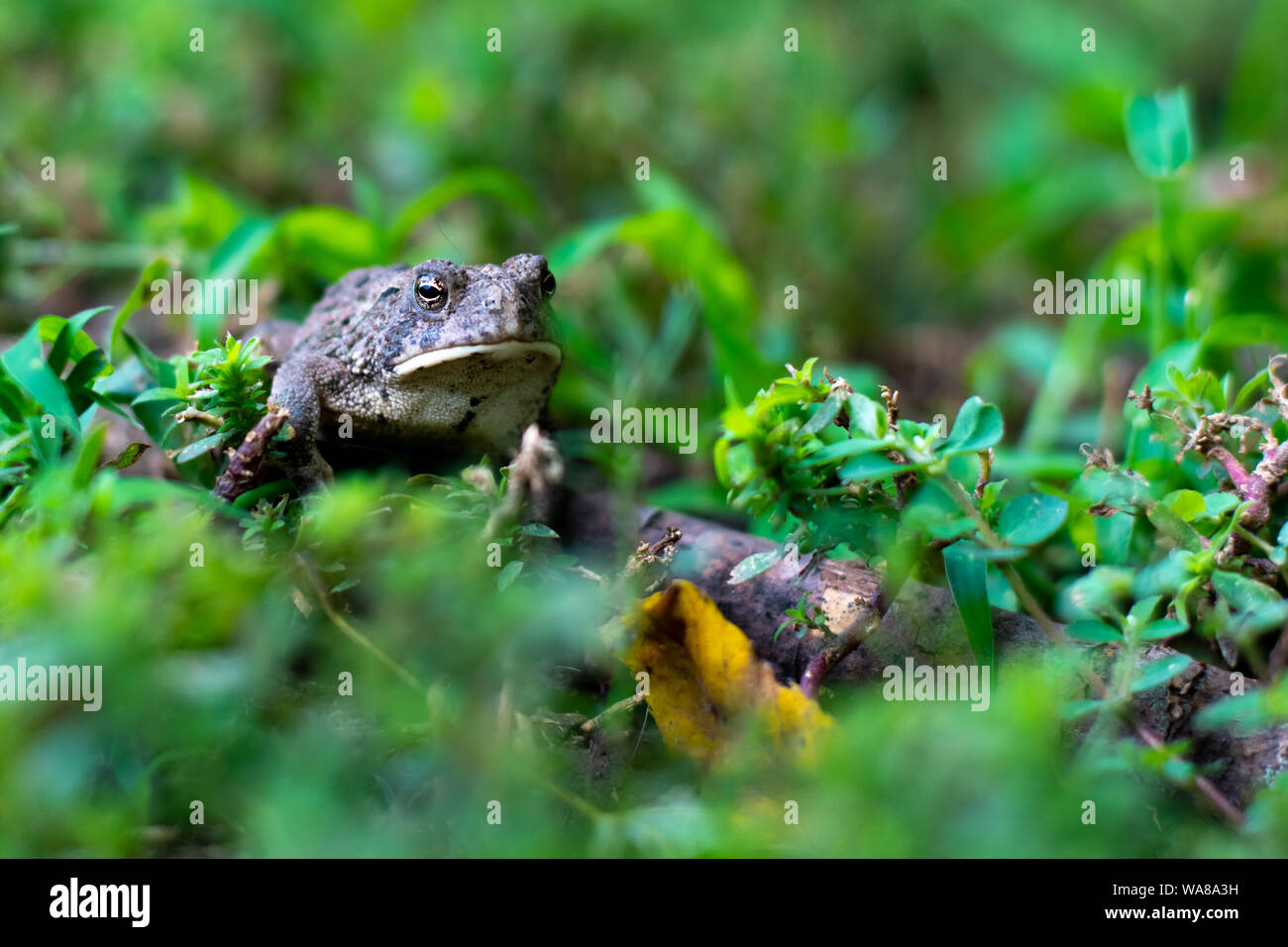 Toad sitting on a stick in dewy grass Stock Photo - Alamy