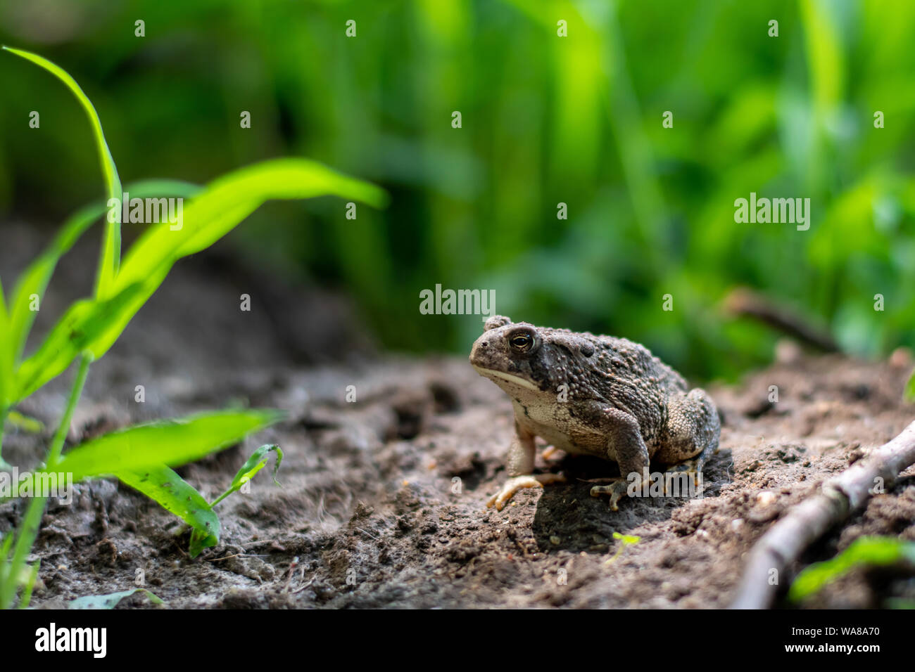 Toad sitting in sunlight on dirt Stock Photo - Alamy