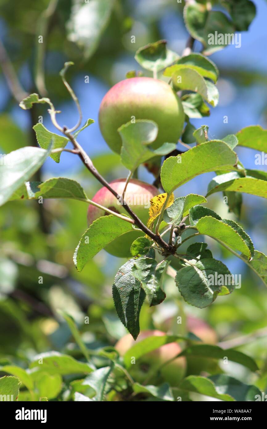 apple tree in Wisconsin Stock Photo - Alamy