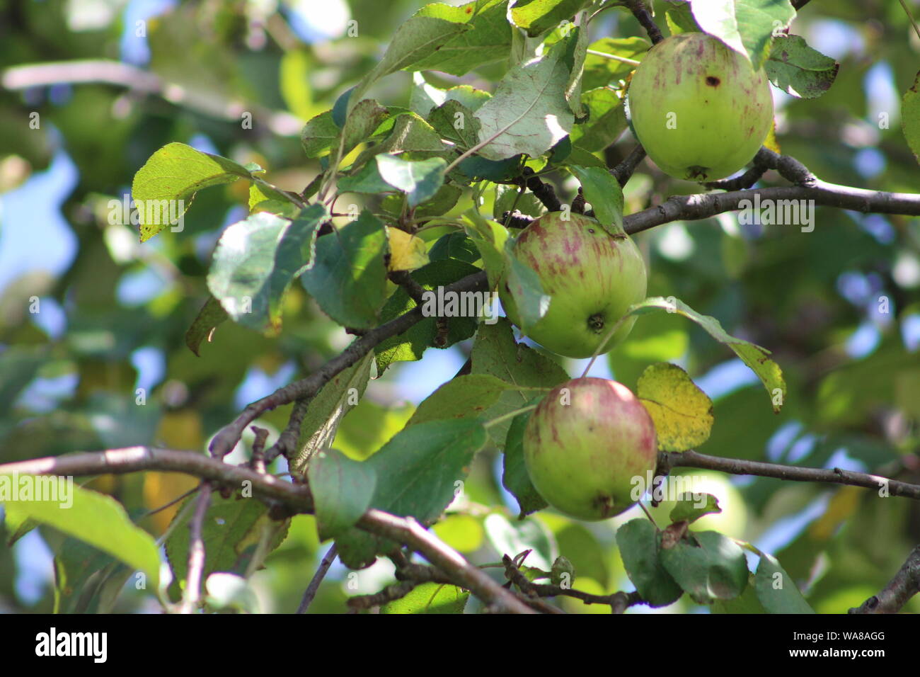 apple tree in Wisconsin Stock Photo - Alamy