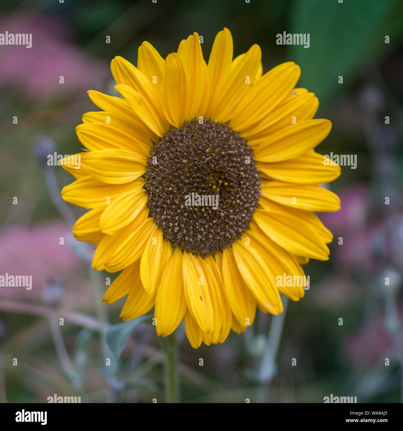 Sunflower petal detail hi-res stock photography and images - Alamy