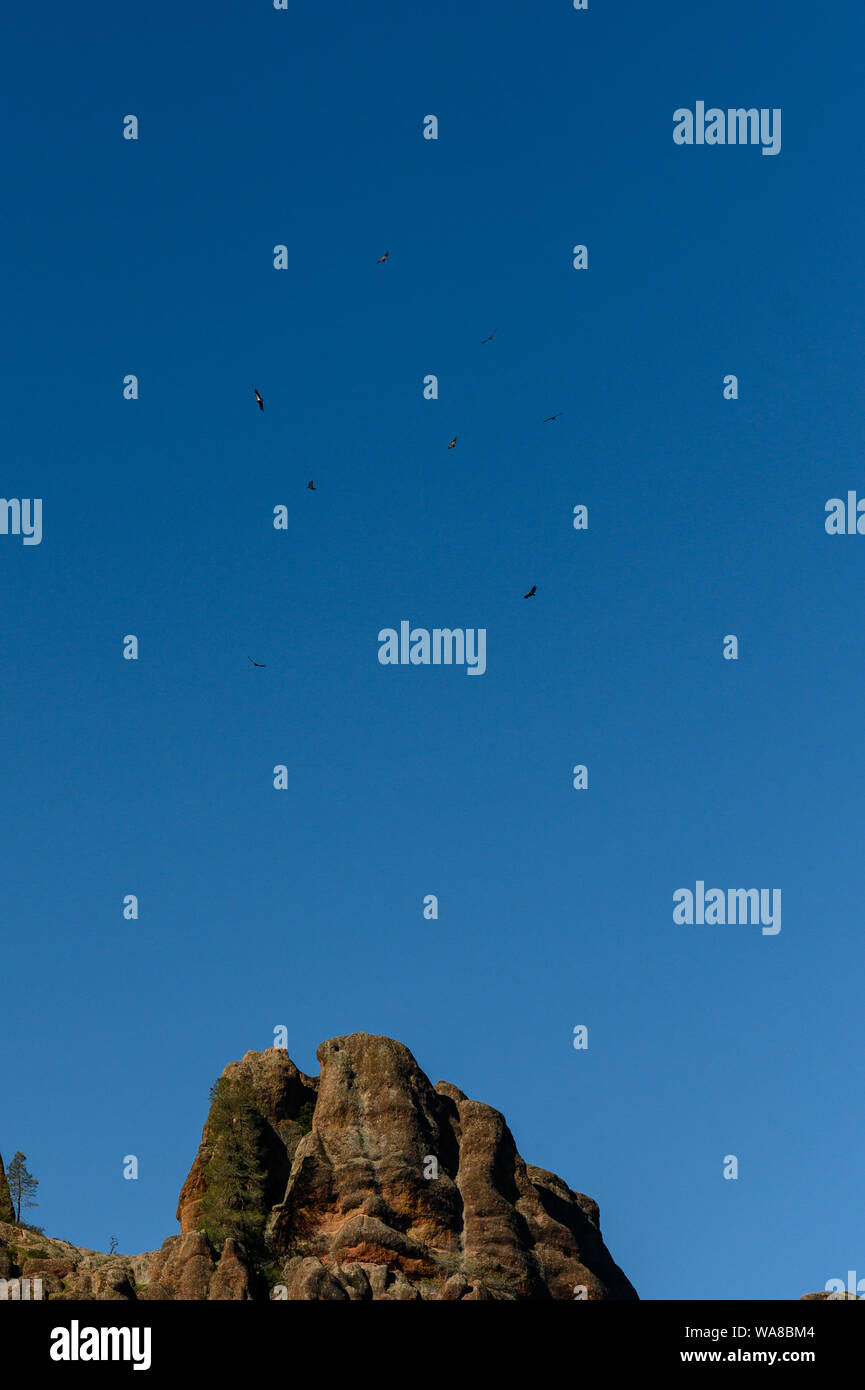 Pinnacles national park condor hi-res stock photography and images - Alamy
