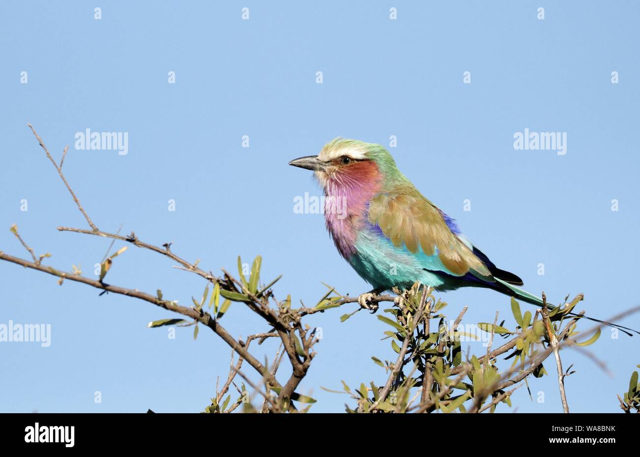 How pretty am I Stock Photo - Alamy