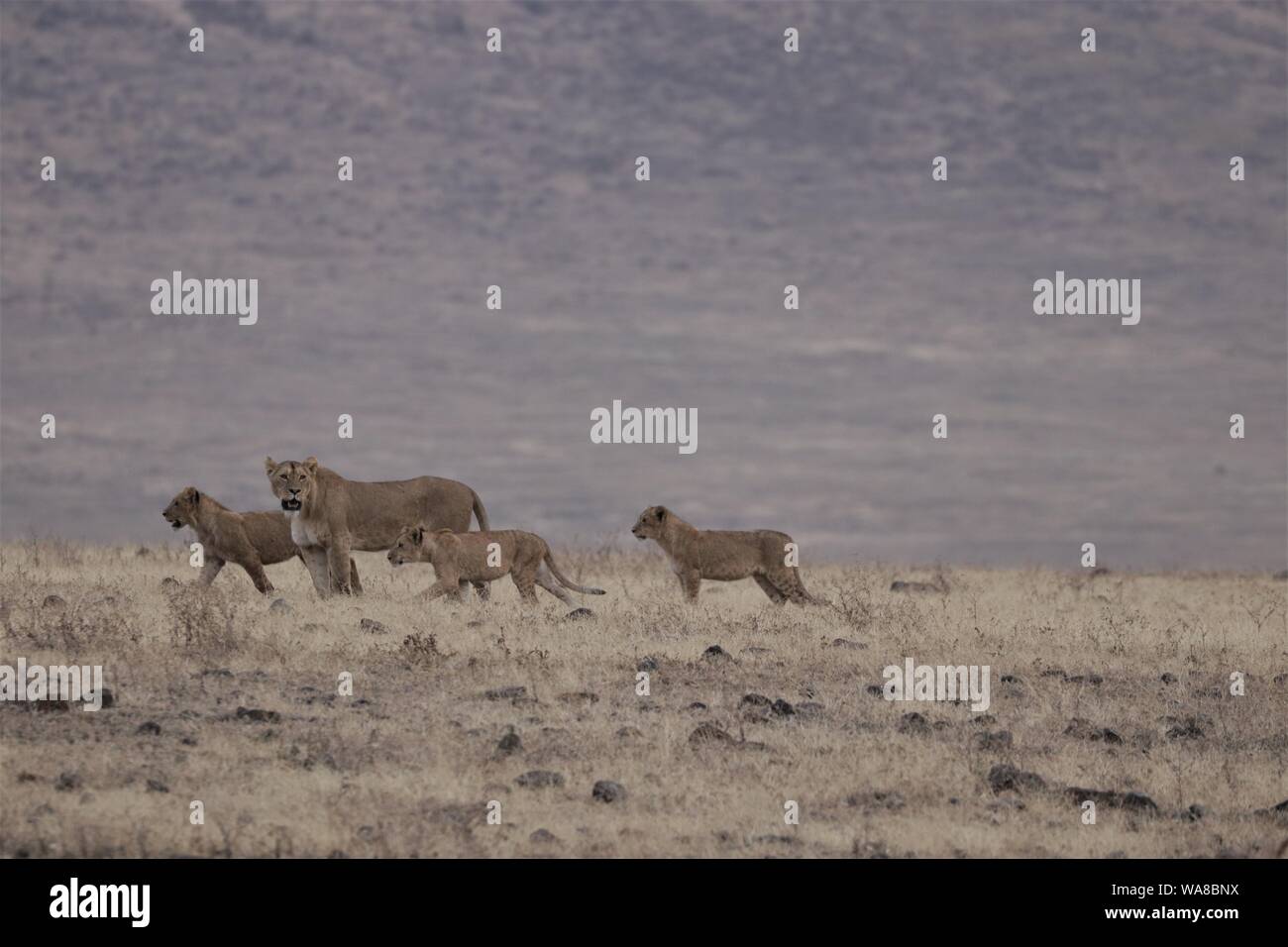On the move Stock Photo - Alamy