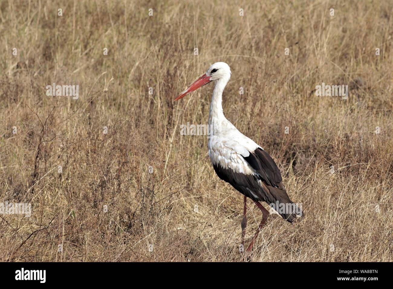 White crane hi-res stock photography and images - Alamy