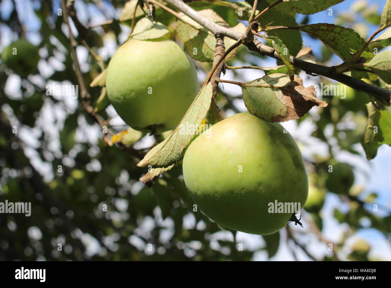 Black walnut trees hi-res stock photography and images - Alamy
